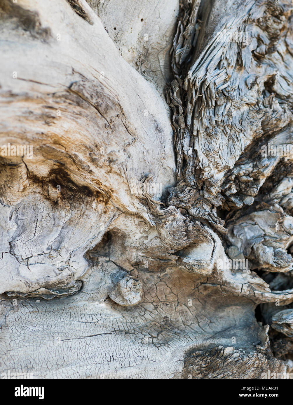 Twisted Tree Roots High Resolution Stock Photography and Images - Alamy