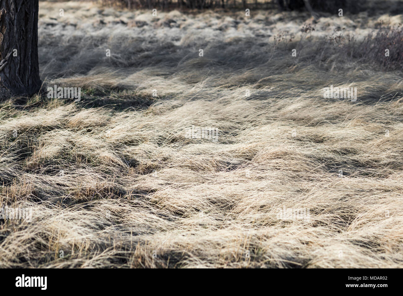Landscape with wind blown tree hi-res stock photography and images - Alamy
