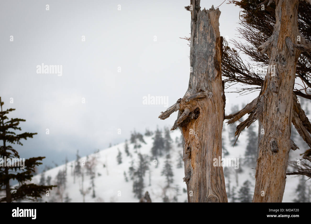 Dead trees in winter hi-res stock photography and images - Alamy