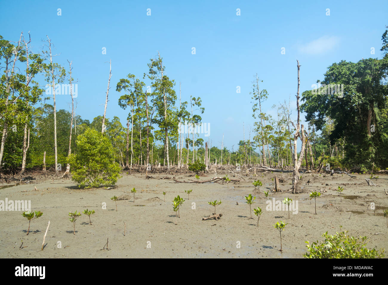 Stunning view of Havelock Island Beach, beautiful tree in the sea water ...