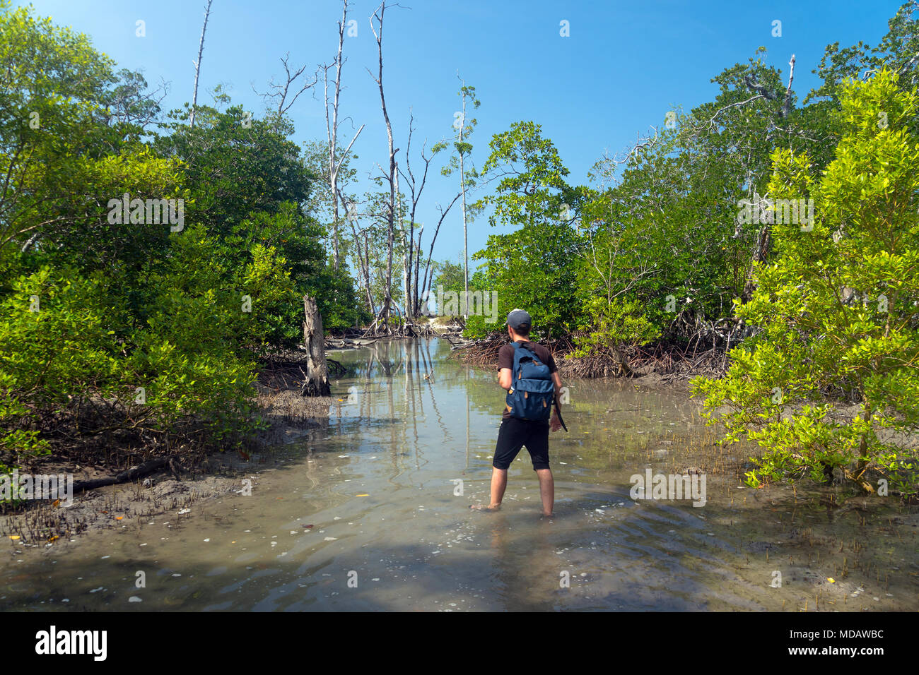 Young, strong man walking through swamps in forest. mangroves on a ...