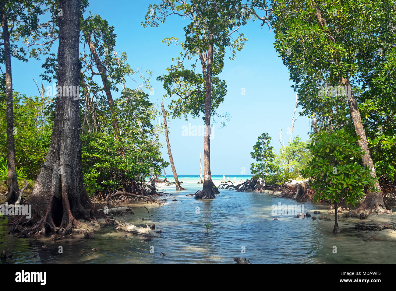 Mangrove forest is rich and surrounded trees in Andaman and Nicobar ...