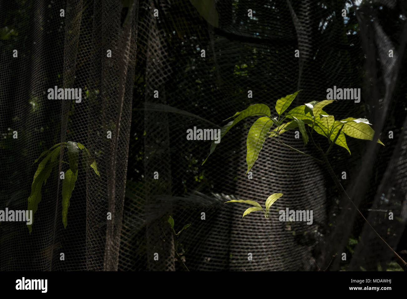 Fishing Net Tree House