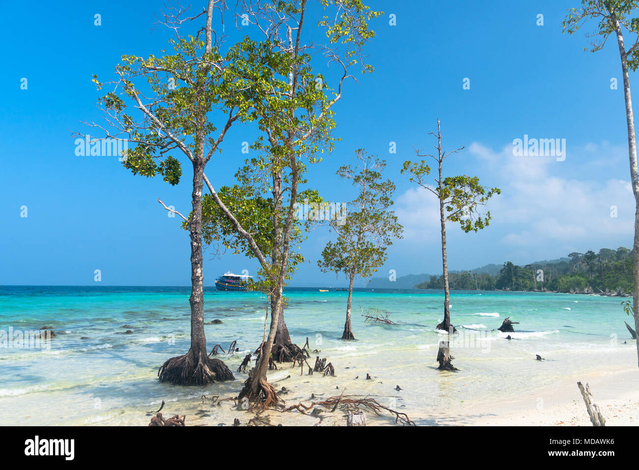 Stunning view of Havelock Island Beach, beautiful tree in the sea water ...