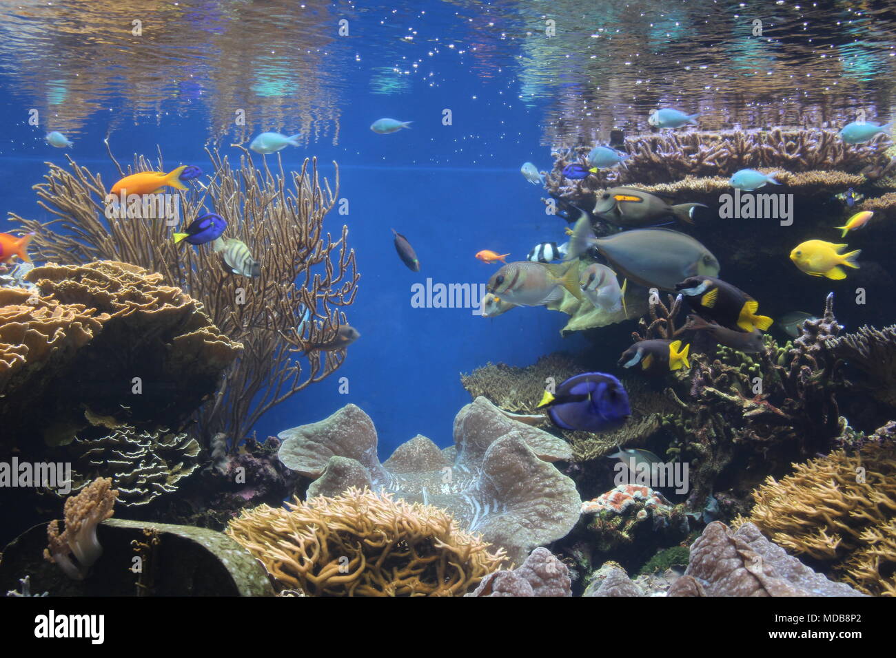 Coral reefs fish hi-res stock photography and images - Alamy
