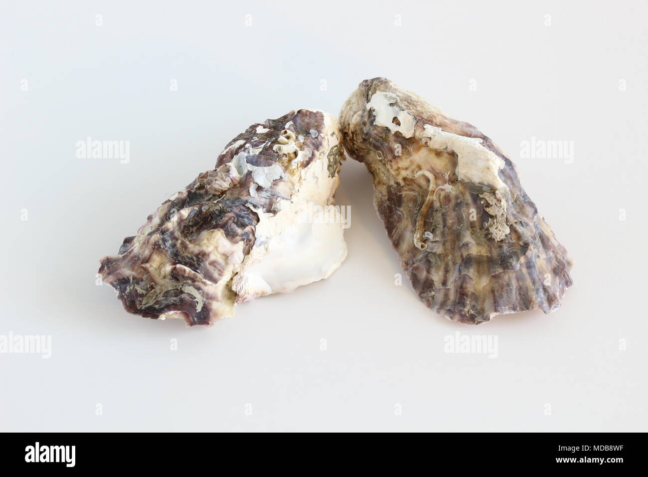 Oysters shell shells hi-res stock photography and images - Alamy