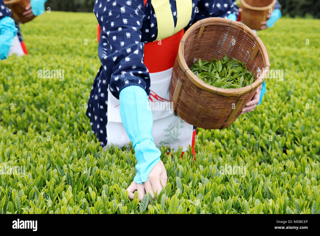 Japanese woman harvesting tea leaves on farmland of tea plantation ...