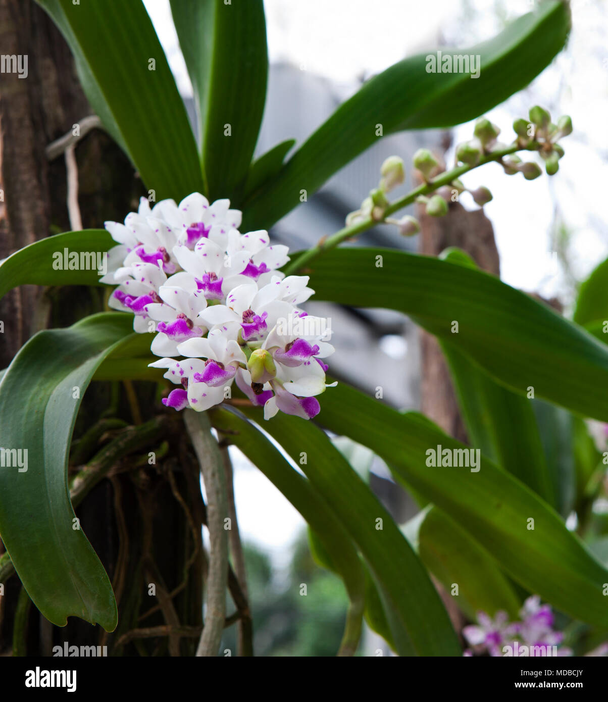 file of beautiful orchid flower in nature Stock Photo - Alamy