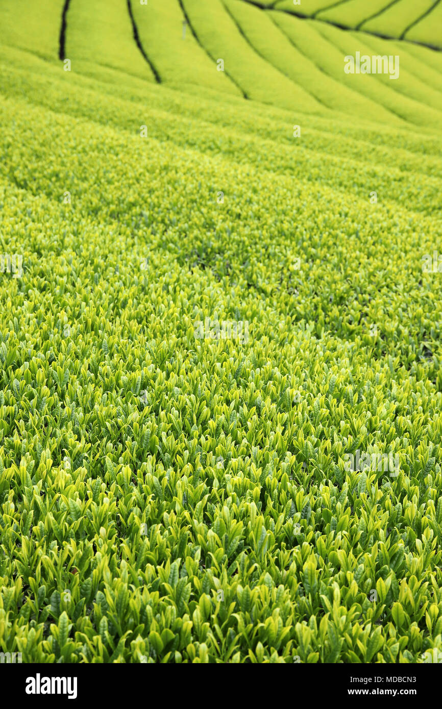 Beautiful fresh Japanese green tea plantation close up background Stock ...