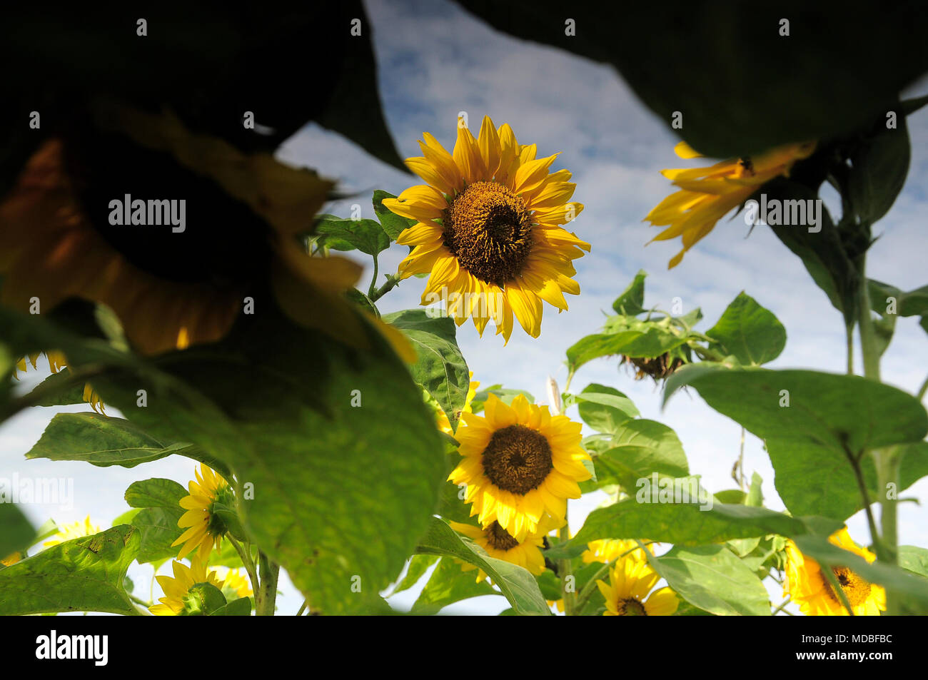 Beautiful Sun Flowers Stock Photo - Alamy