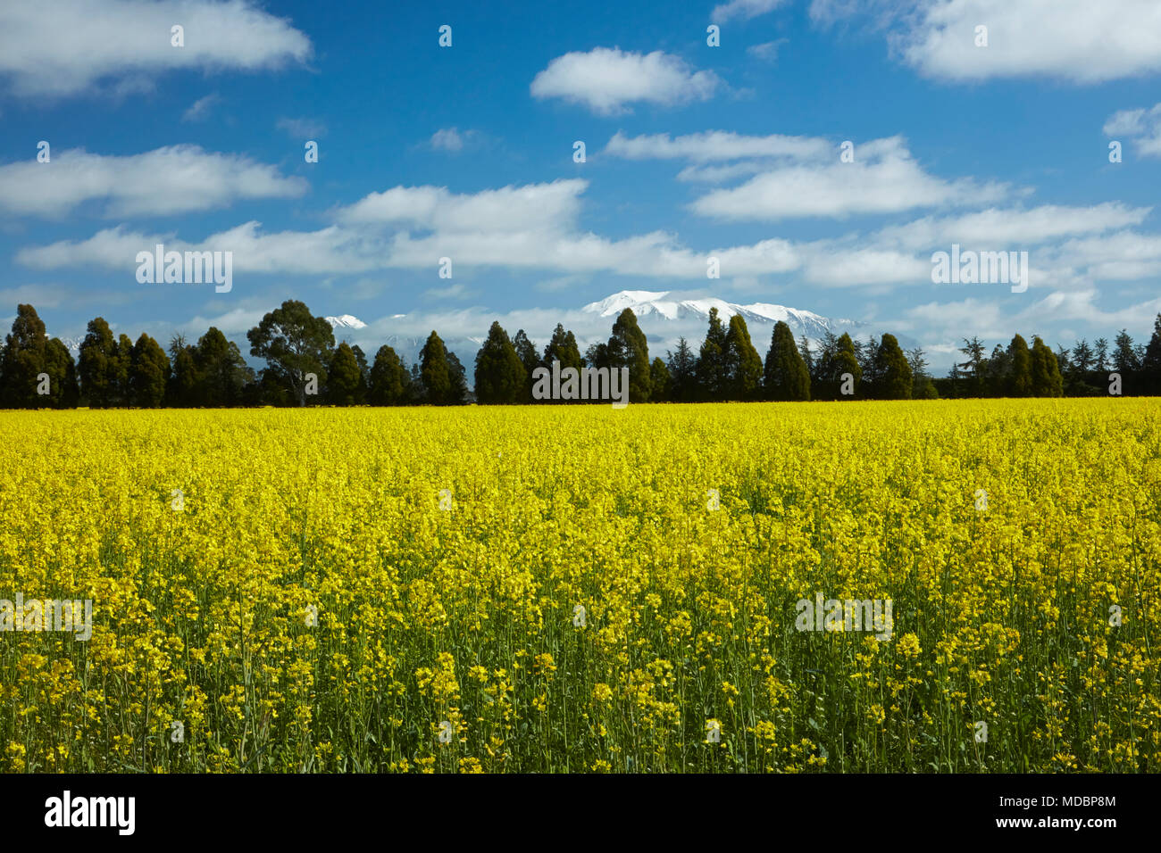 New zealand yellow flowers hi-res stock photography and images - Alamy