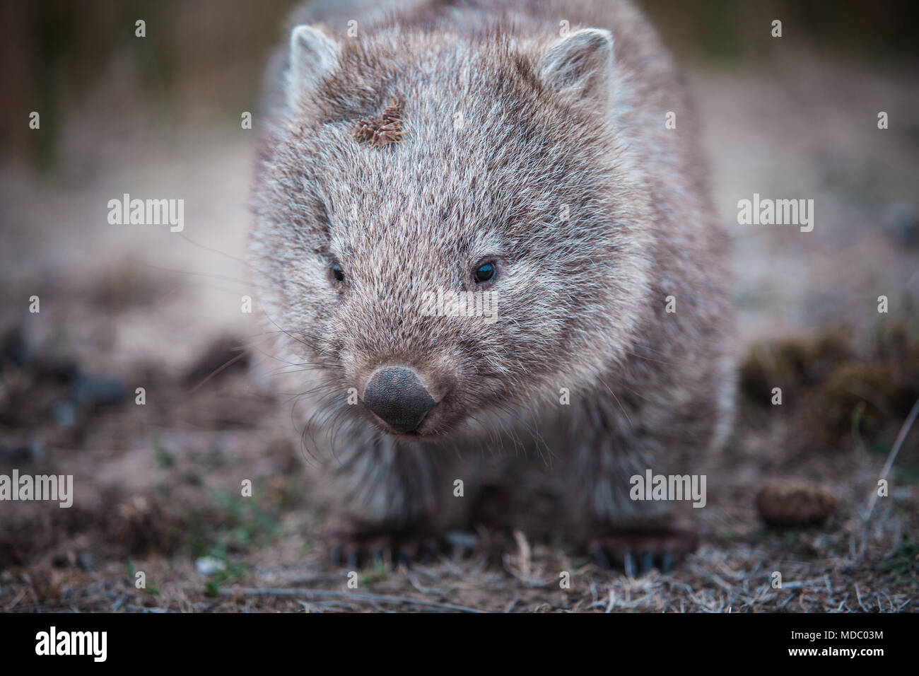 Wombat animal hi-res stock photography and images - Alamy