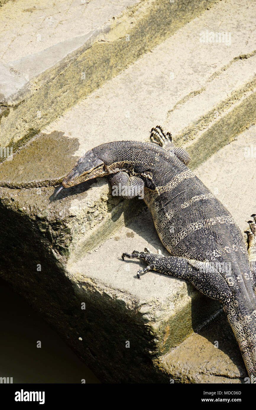 Animal varan reptile hi-res stock photography and images - Alamy