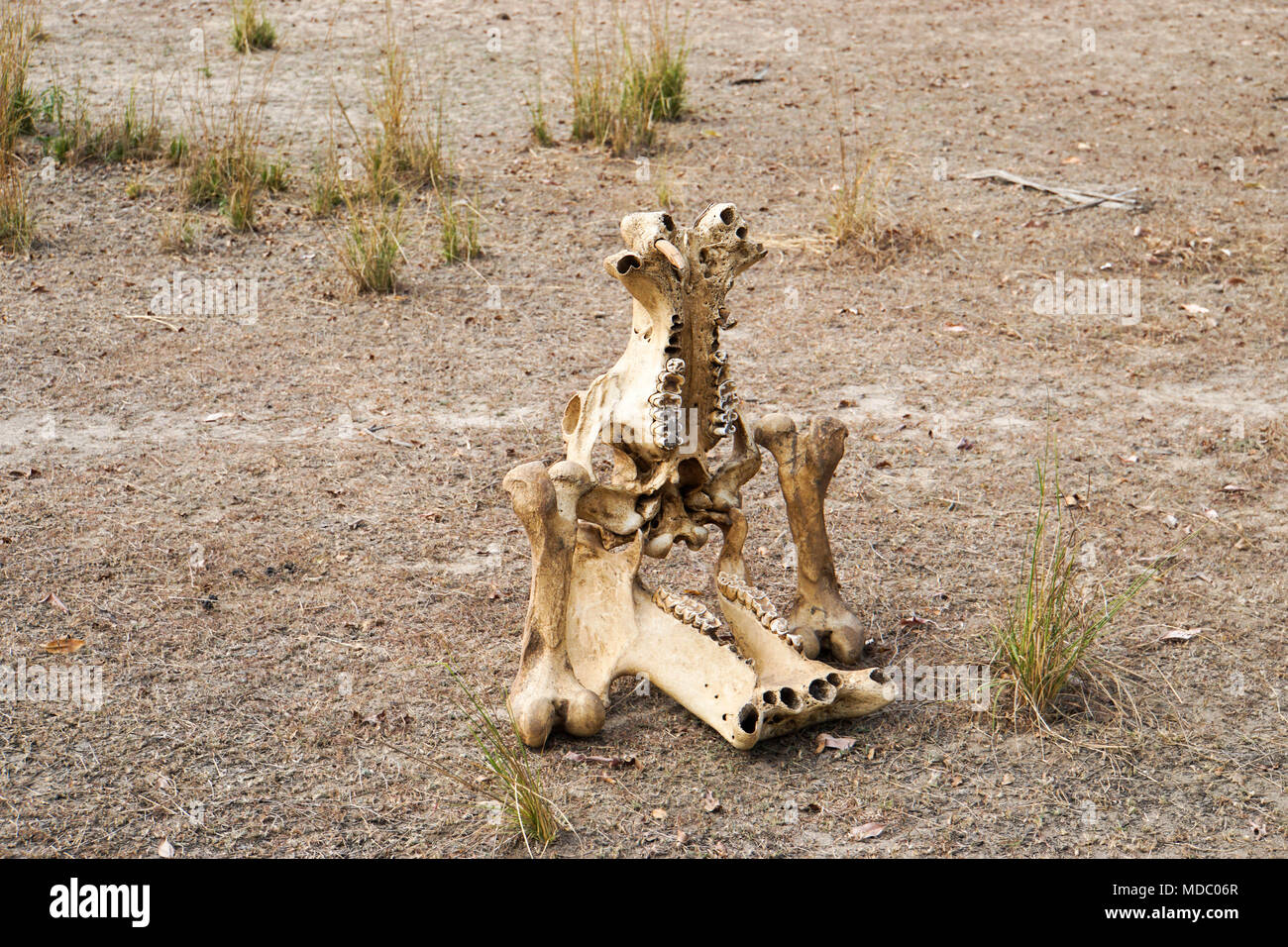 Skeleton african hippo in hi-res stock photography and images - Alamy