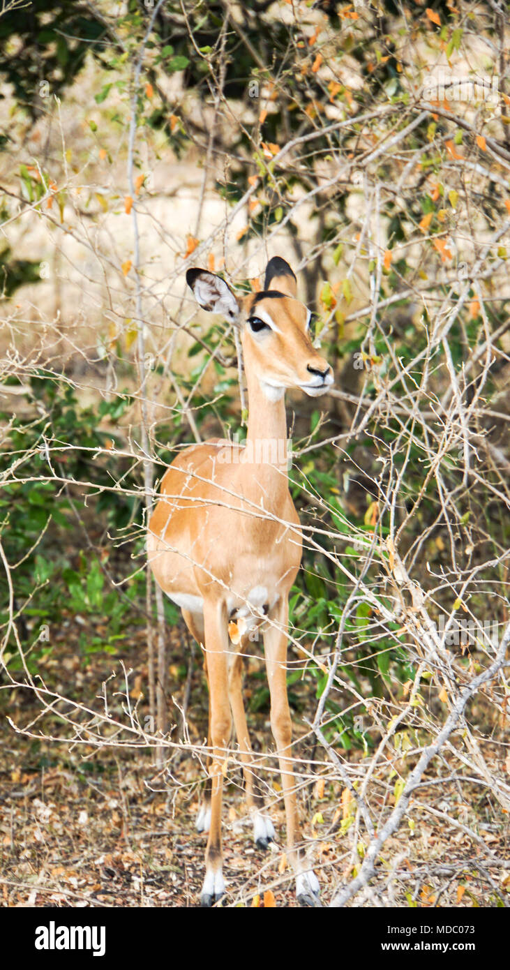 Close up of female impala Tanzania / Africa Stock Photo - Alamy
