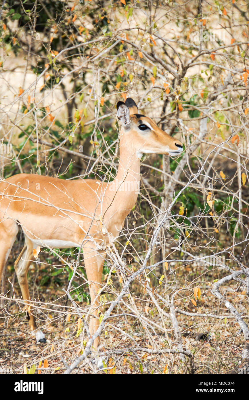 Close up of female impala Tanzania / Africa Stock Photo - Alamy
