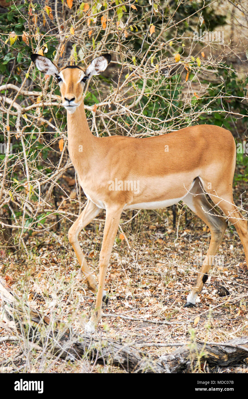 Impala eating grass hi-res stock photography and images - Alamy