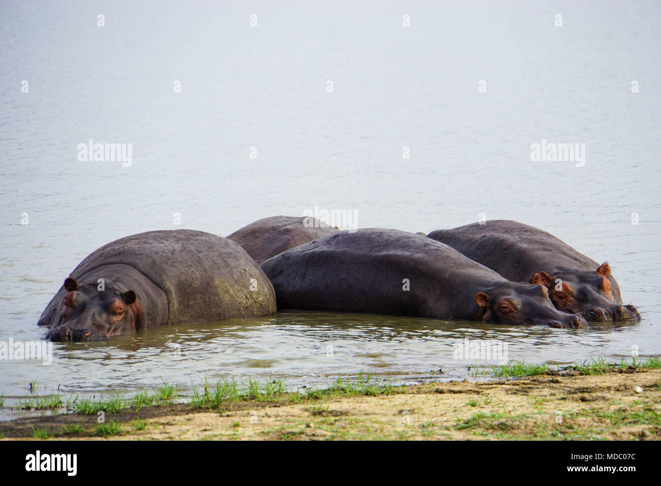 Dangerous hippo group hi-res stock photography and images - Alamy