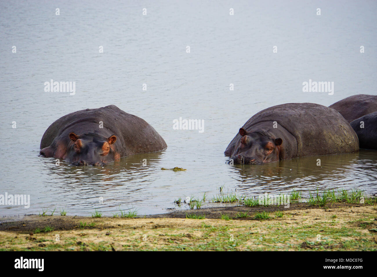 Group of hippo hi-res stock photography and images - Alamy