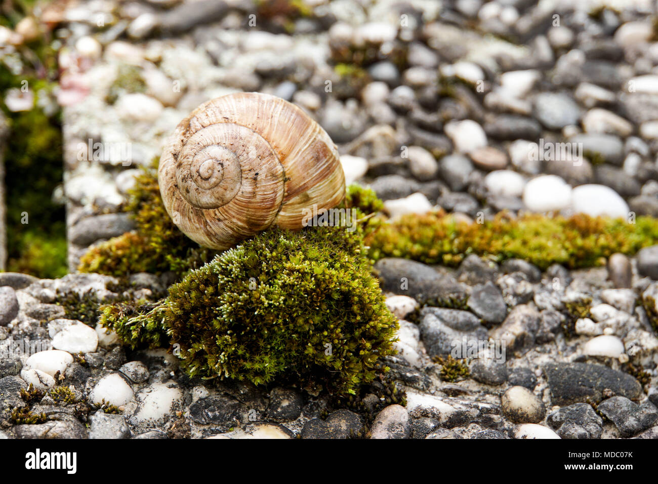 Snail Shell with Moss on stone floor Stock Photo - Alamy
