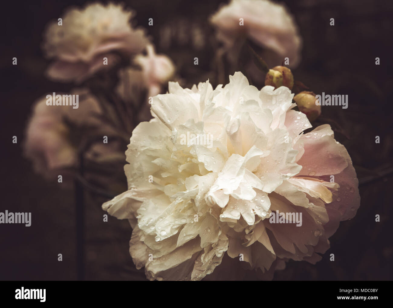 Peonybackground hi-res stock photography and images - Alamy