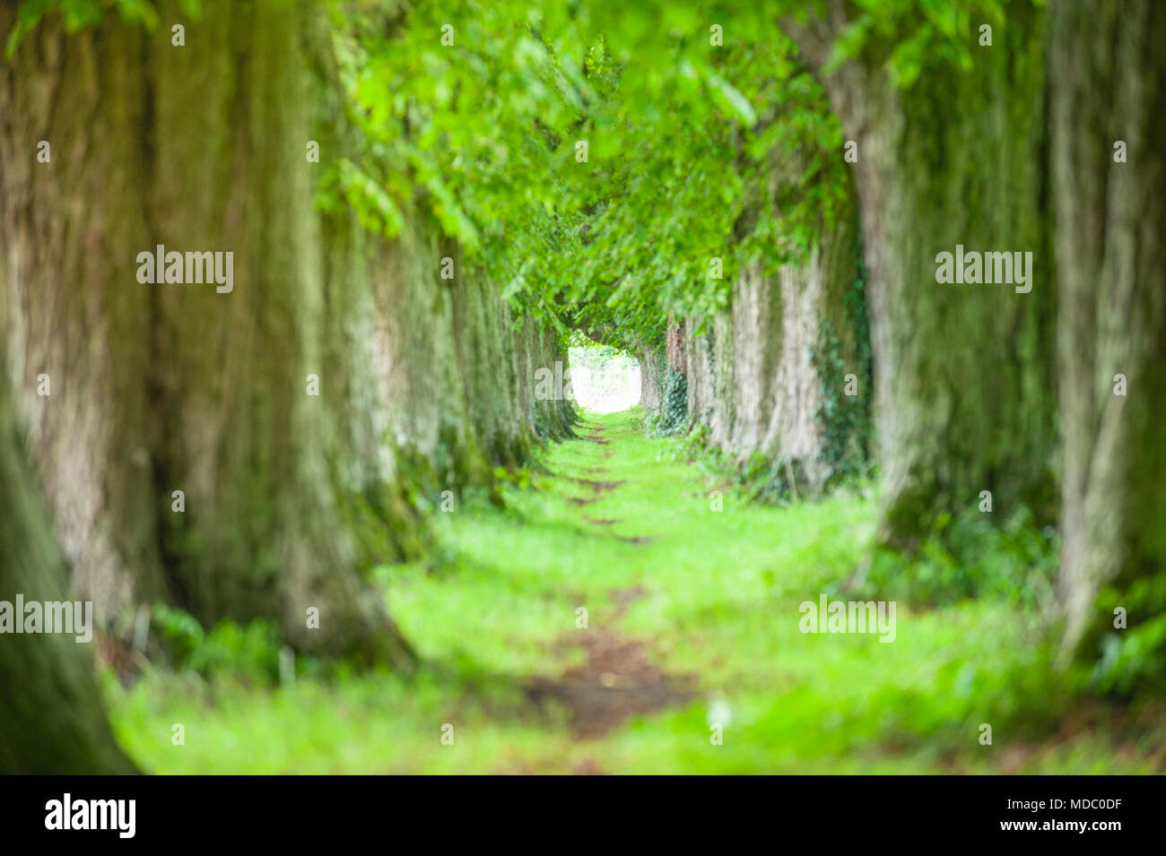 Avenue with many chestnut trees in row and footpath Stock Photo - Alamy