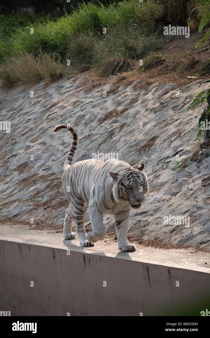 Whitetiger hi-res stock photography and images - Alamy