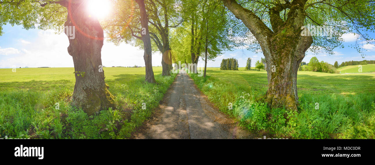 Panorama linden tree avenue hi-res stock photography and images - Alamy