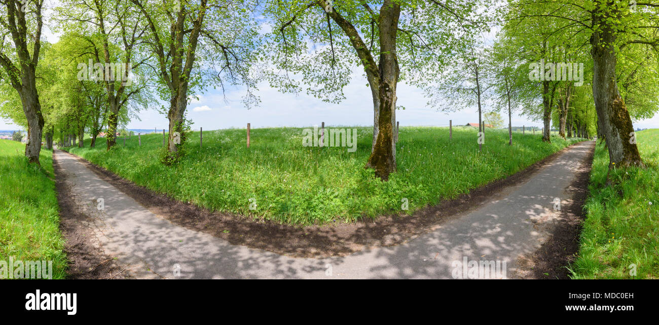 Avenue with many linden trees in row and footpath Stock Photo - Alamy