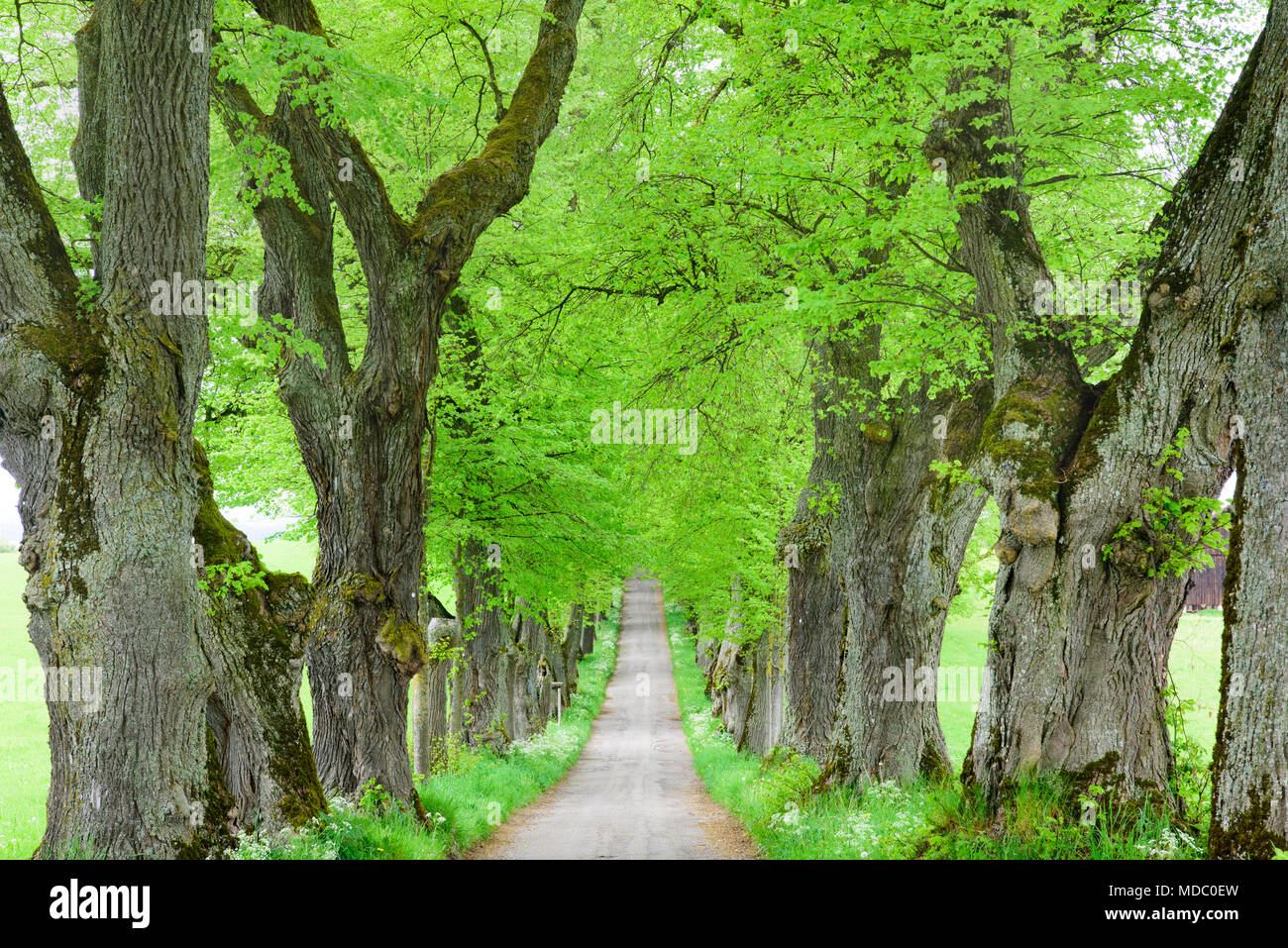 Avenue with many linden trees in row and footpath Stock Photo - Alamy