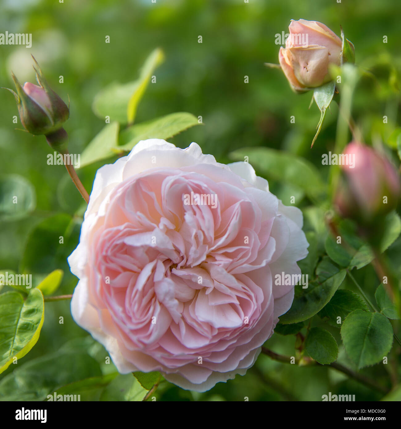 Rose gentle hermione hi-res stock photography and images - Alamy