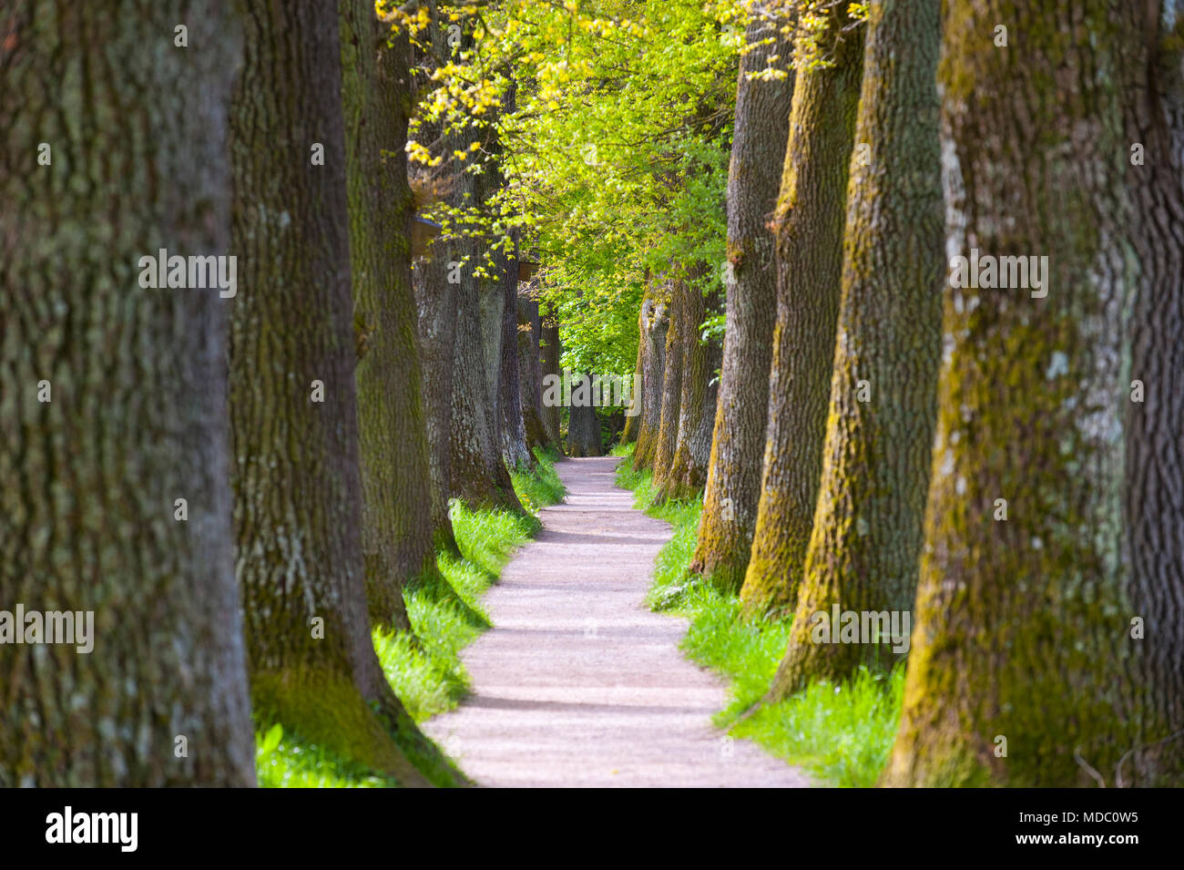 Avenue with many linden trees in row and footpath Stock Photo - Alamy