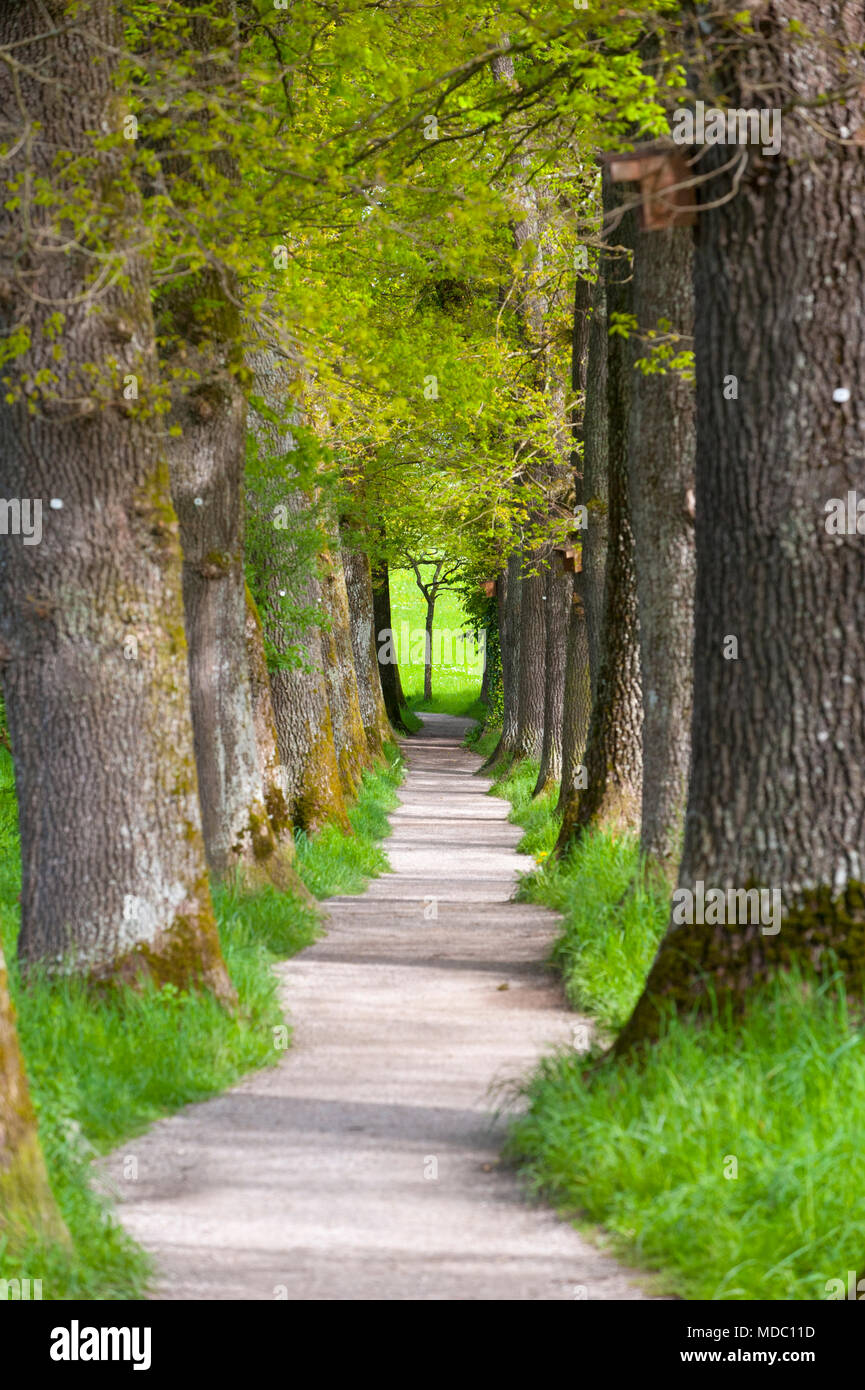 Avenue with many oak trees in row and footpath Stock Photo - Alamy