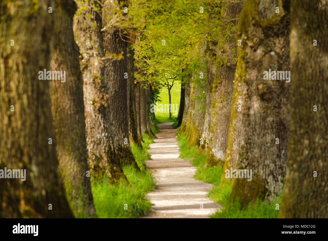 Avenue with many oak trees in row and footpath Stock Photo - Alamy