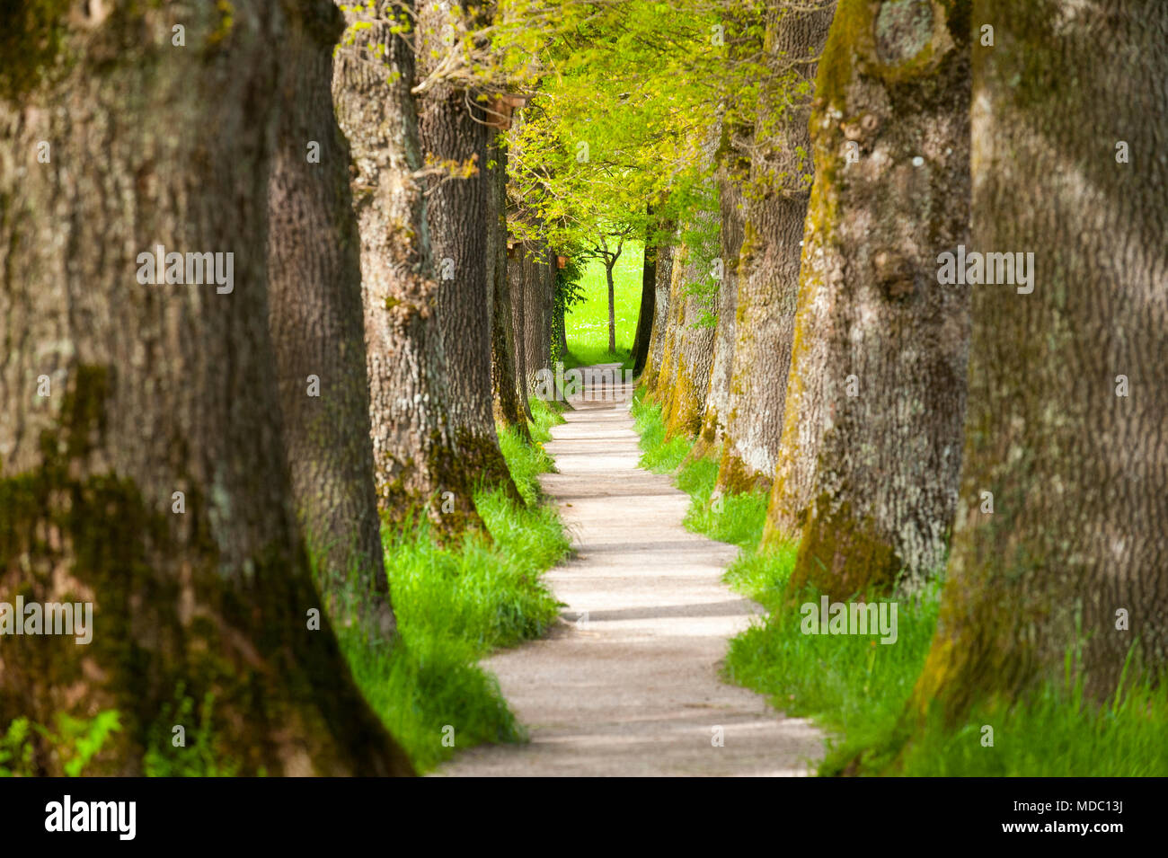 Avenue with many oak trees in row and footpath Stock Photo - Alamy