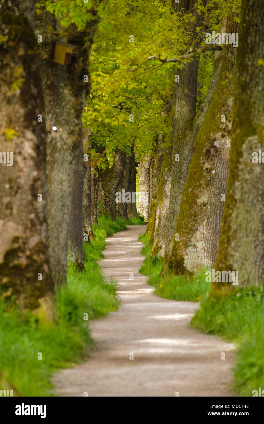Avenue with many oak trees in row and footpath Stock Photo - Alamy