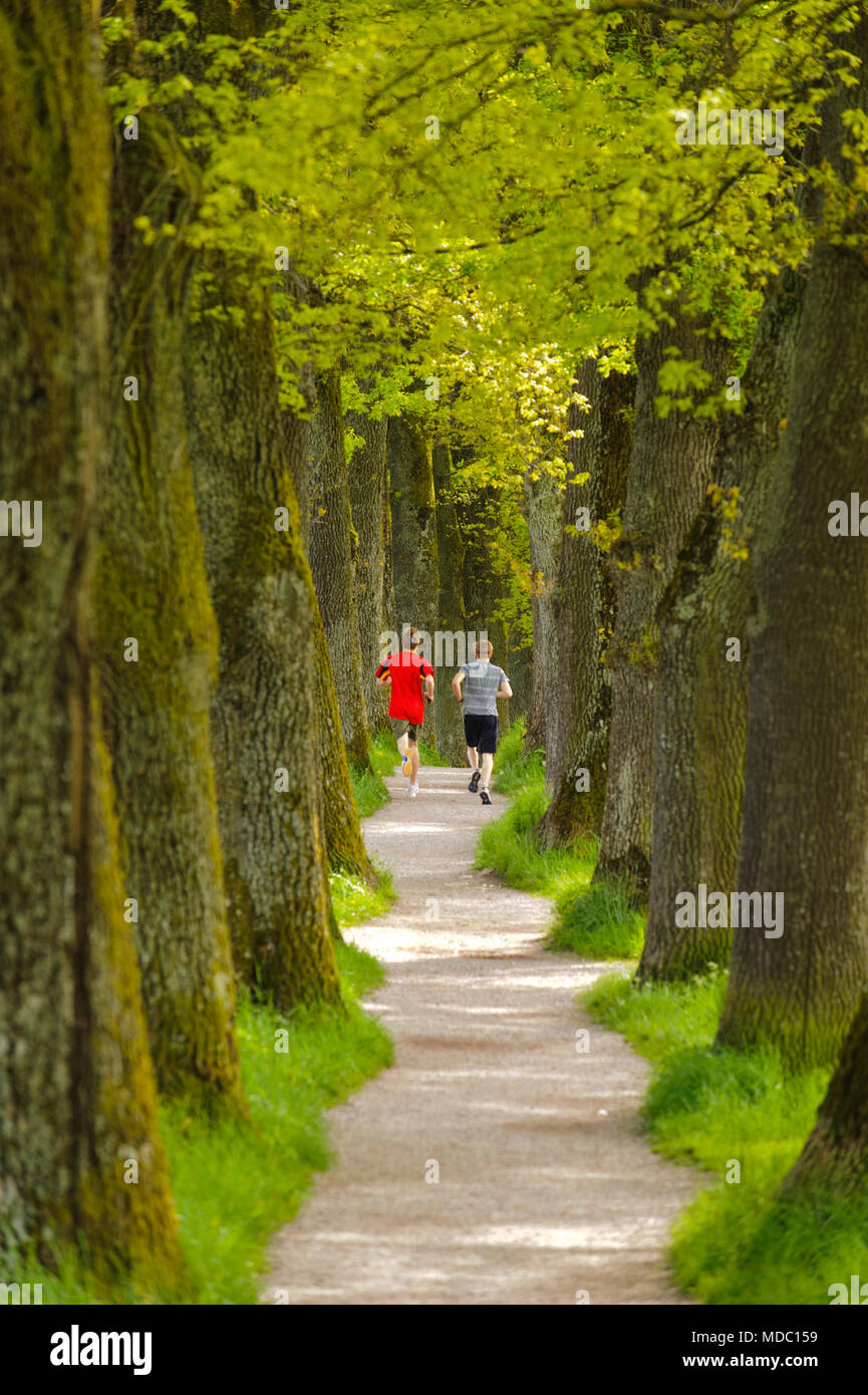 Avenue with many oak trees in row and footpath Stock Photo - Alamy