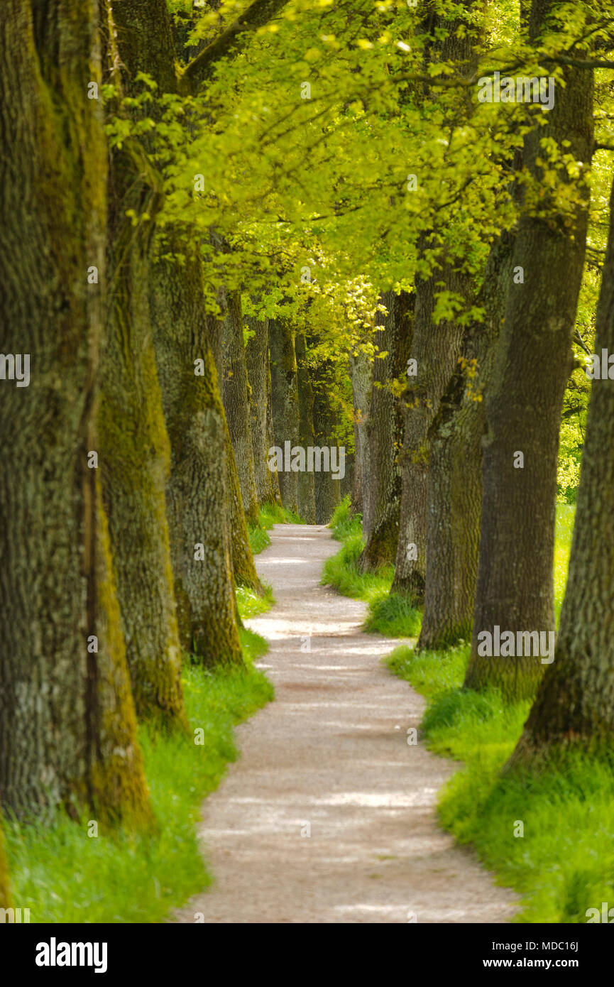 Oak tree lime tree hi-res stock photography and images - Alamy