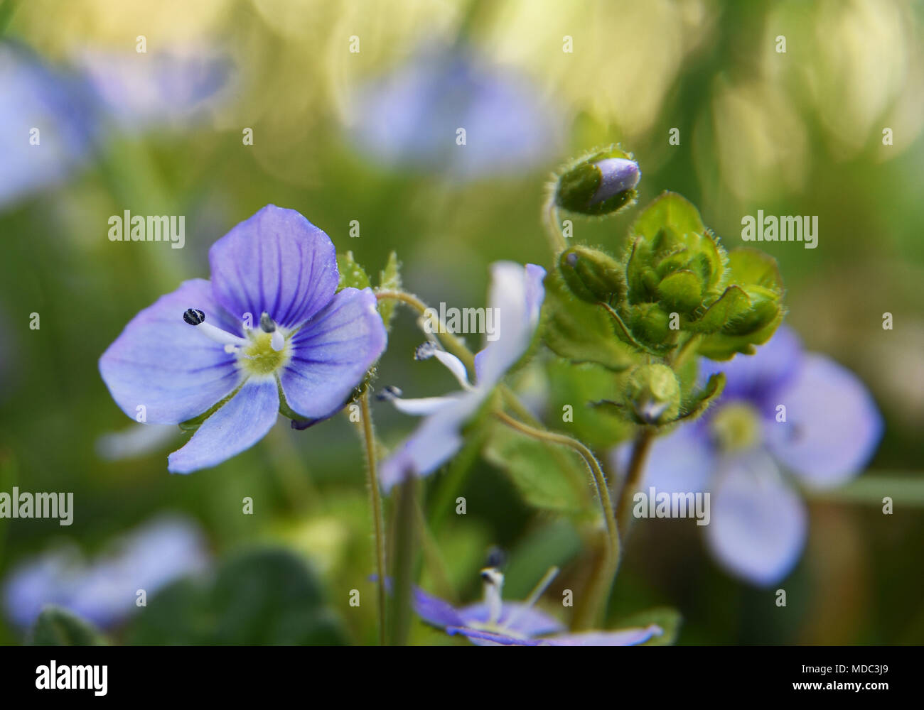 Slender stem hi-res stock photography and images - Alamy