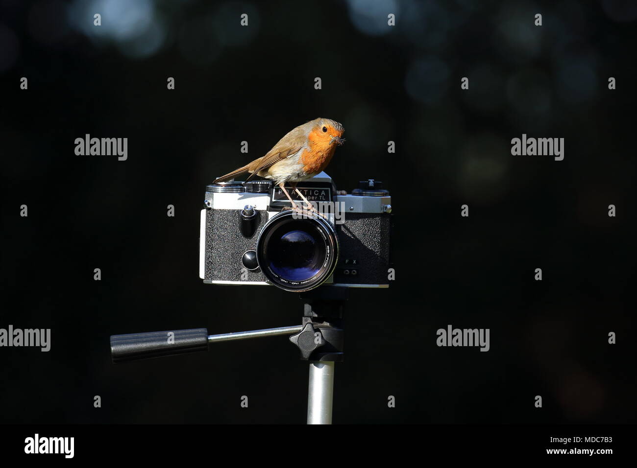 1970s garden hi-res stock photography and images - Alamy