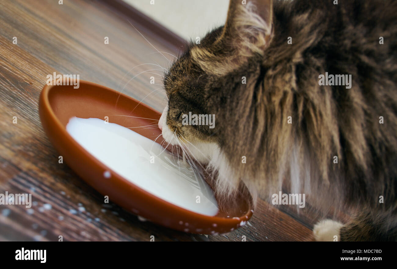 adult cat drinking saucer full of milk Stock Photo - Alamy