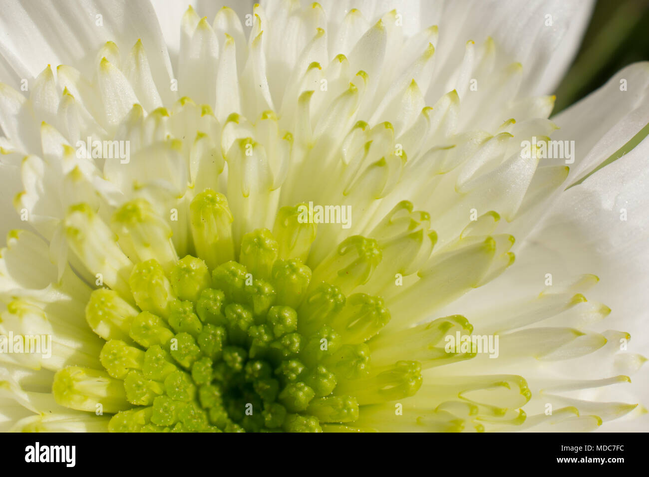 Beautiful colorful natural spring flowers in macro view Stock Photo - Alamy