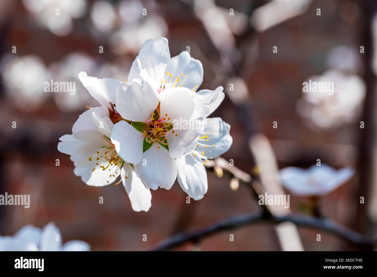 Flowering almond tree branch close Stock Photo - Alamy