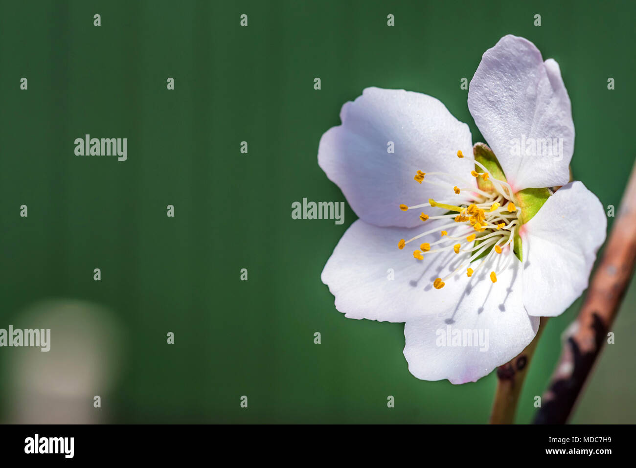 Flowering almond tree branch close Stock Photo - Alamy