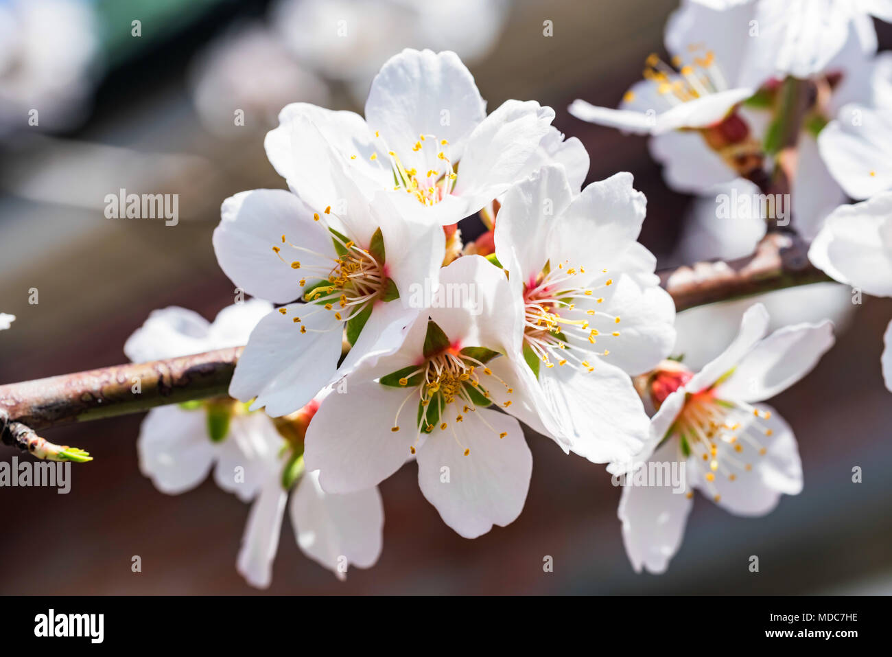 Flowering almond tree branch close Stock Photo - Alamy