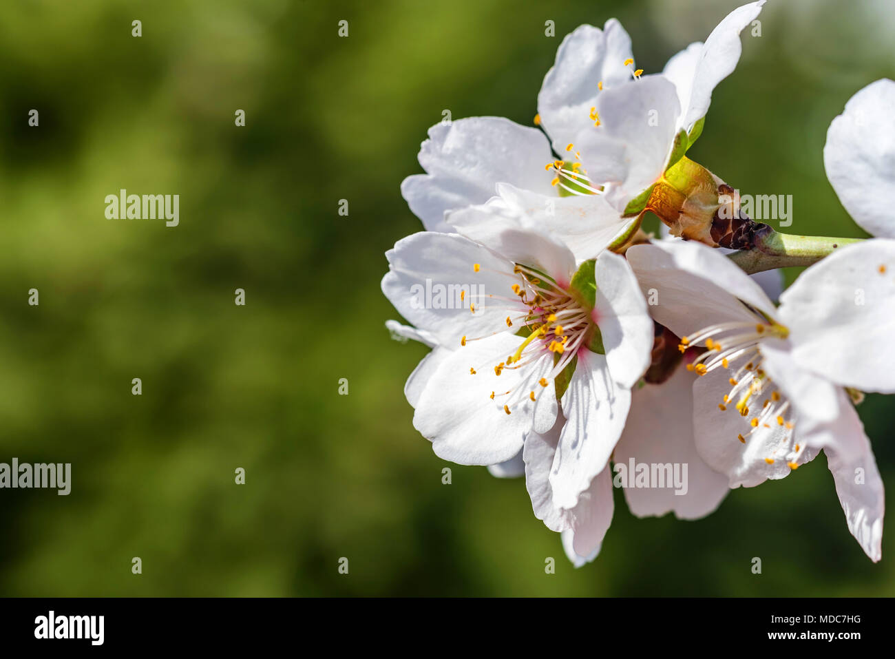 Flowering almond tree branch close Stock Photo - Alamy