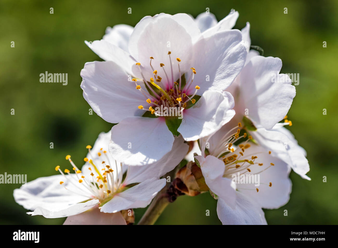 Flowering almond tree branch close Stock Photo - Alamy