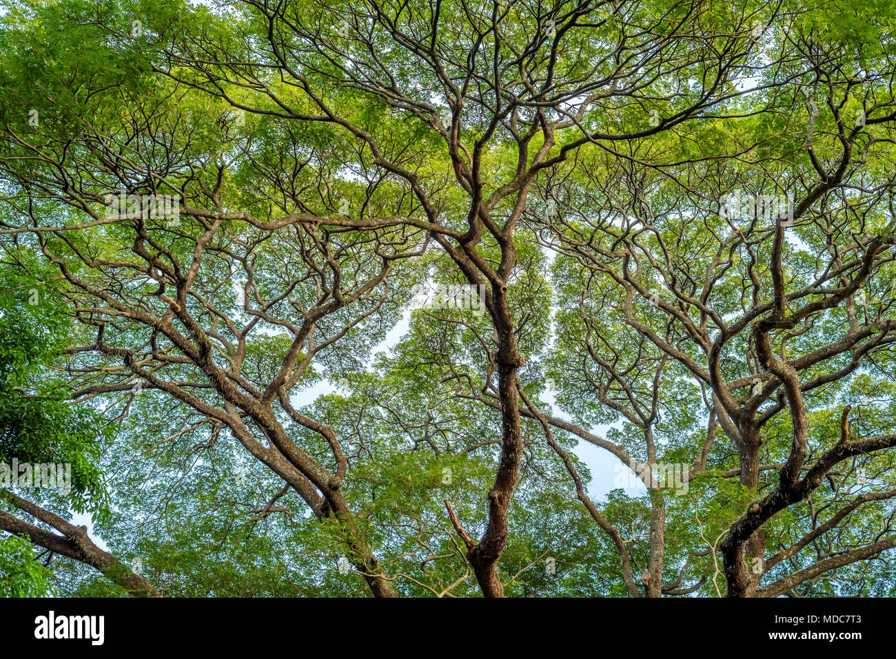 Canopy crown hi-res stock photography and images - Alamy