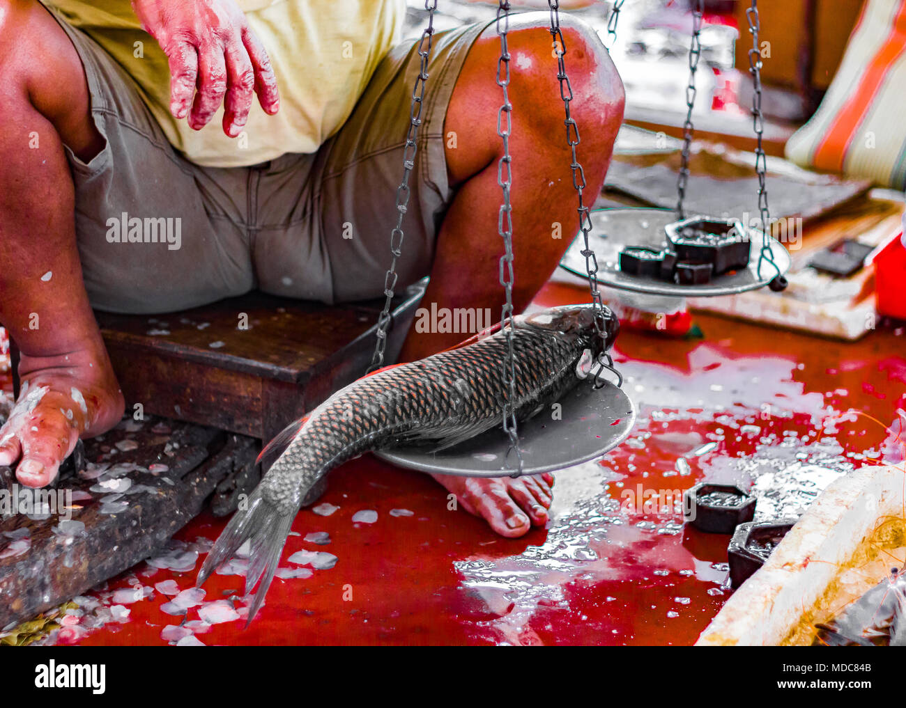 fisherman hawker weighing whole katla rohu fish in common balance with ...