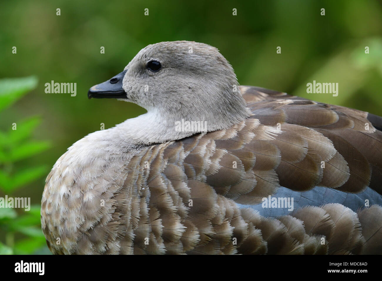 Blue winged goose hi-res stock photography and images - Alamy